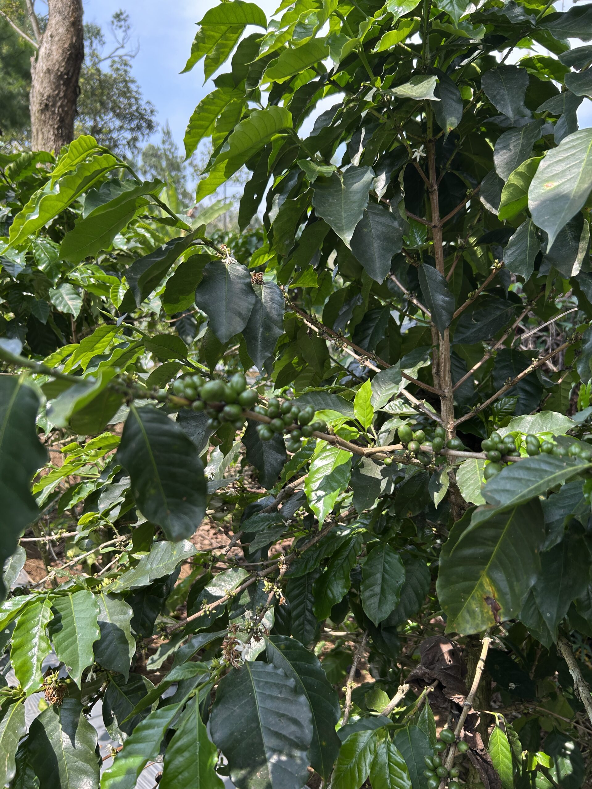 Journey to East Bandung: The Incredible Hidden Gem of Coffee - Export ...